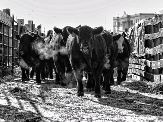 National Show, Banquet & Annual Meeting - American Aberdeen Association