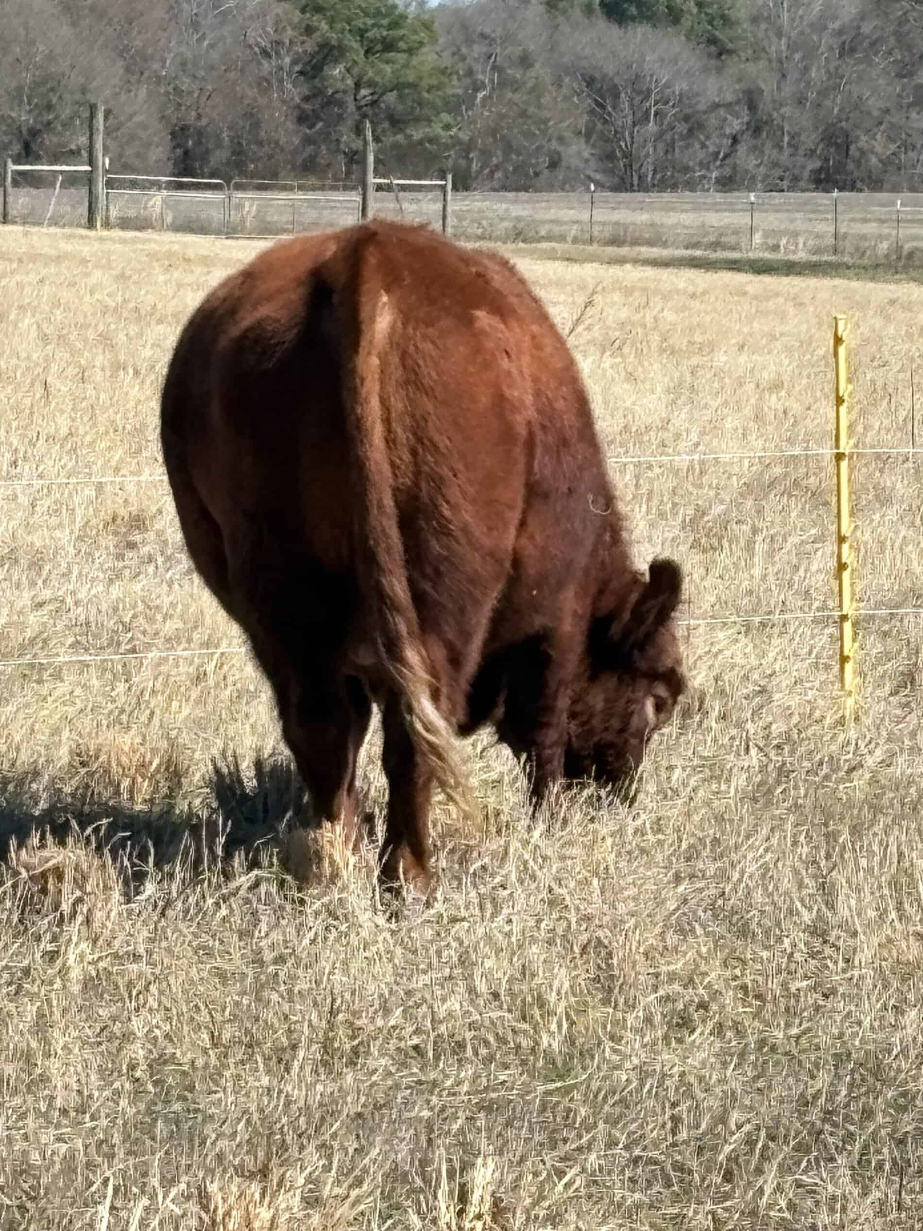 Fullblood Red Aberdeen Angus Bull - (GA) - American Aberdeen Association